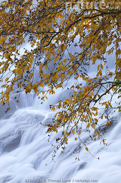 Stock photo of Autumn leaves on branch overhanging waterfall, Bond ...