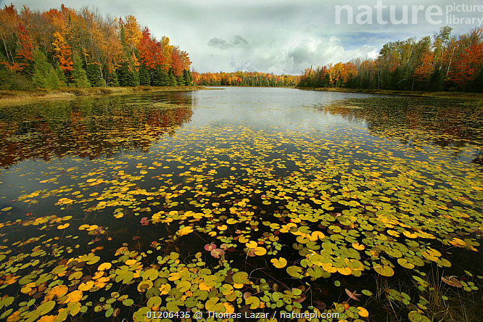 Stock photo of Lake and mixed woodland in autumn, Upper Peninsula ...