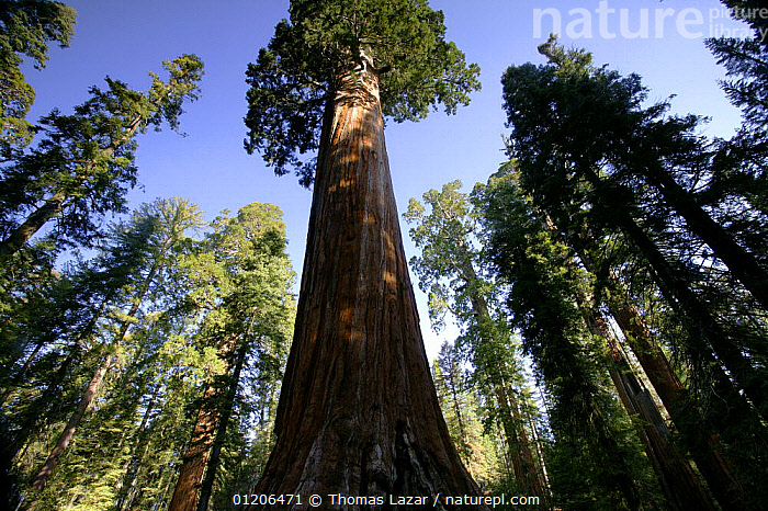 Stock photo of Looking up the trunk of Giant Sequoia tree ...