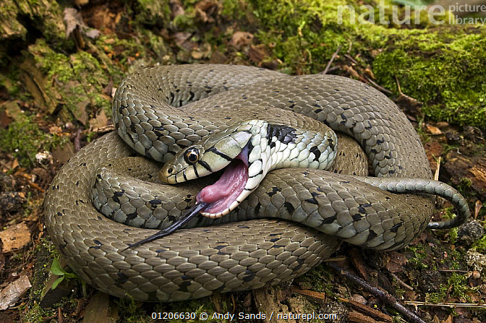 Stock photo of Grass snake (Natrix natrix) drawing breath while ...