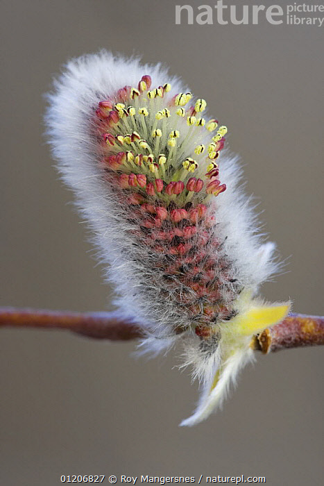 Stock photo of The colourful male flower of the willow {Salix ...
