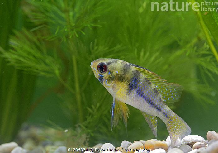 Stock photo of Ram (Microgeophagus ramerizi) female, captive. Available ...