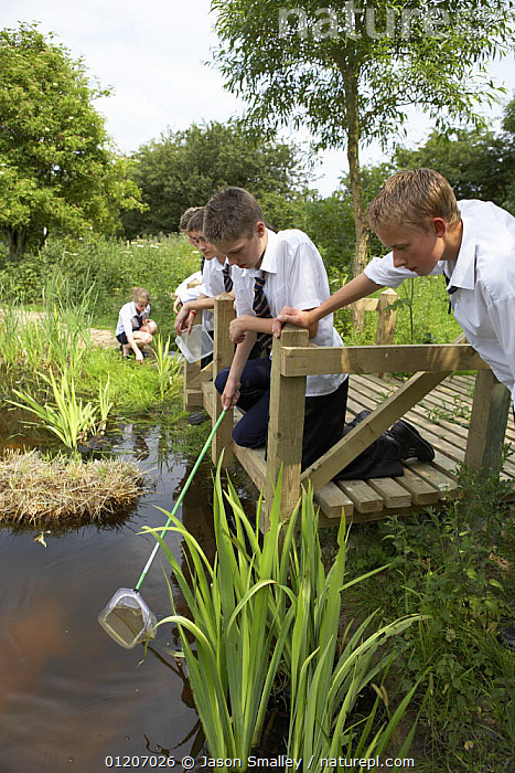Stock photo of School children pond dipping from a viewing platform, UK ...