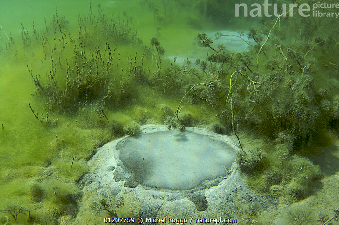Stock photo of Karst spring where water bubbles up from subterranean ...