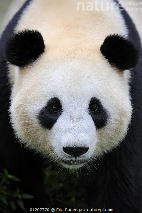 Stock photo of Head portrait of a Giant panda (Ailuropoda Melanoleuca ...