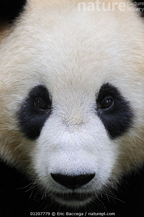 Stock photo of Head portrait of a Giant panda (Ailuropoda Melanoleuca ...