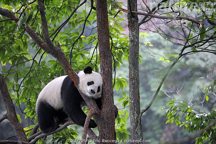 Stock photo of Giant panda climbing in a tree (Ailuropoda Melanoleuca ...