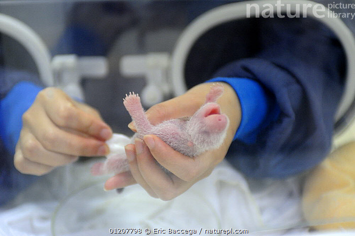 Stock photo of Keeper stimulating a 5 days old baby panda to defecate ...
