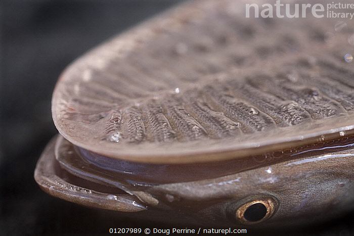 Stock photo of Marlin suckerfish / remora (Remora osteochir) showing ...