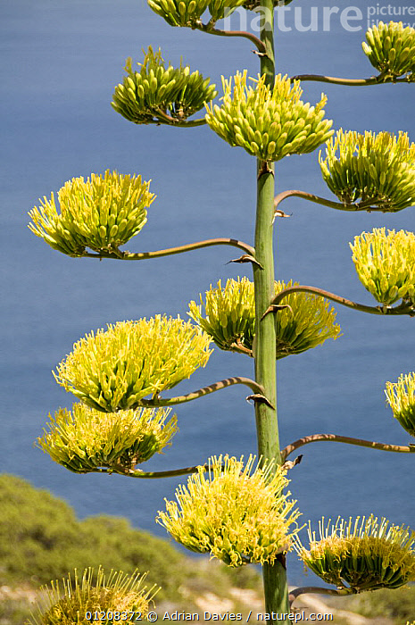 Stock photo of Century Plant {Agave americana} Sardinia, Italy ...