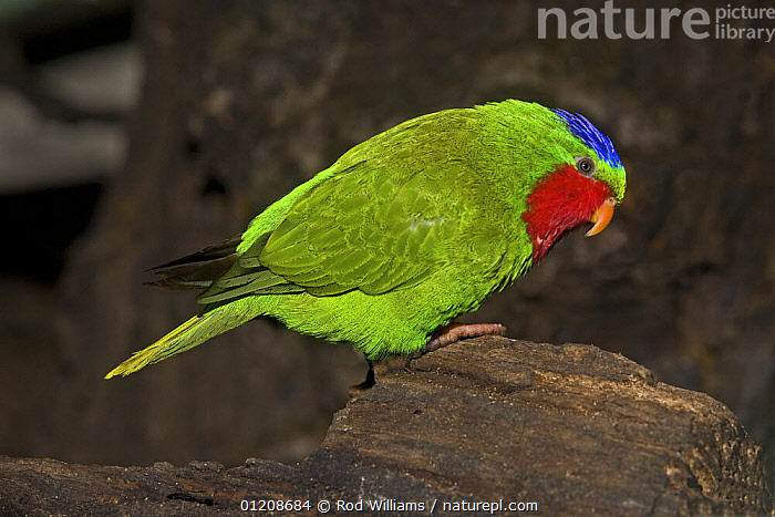 Stock photo of Blue crowned lorikeet (Vini australis) on tree trunk ...