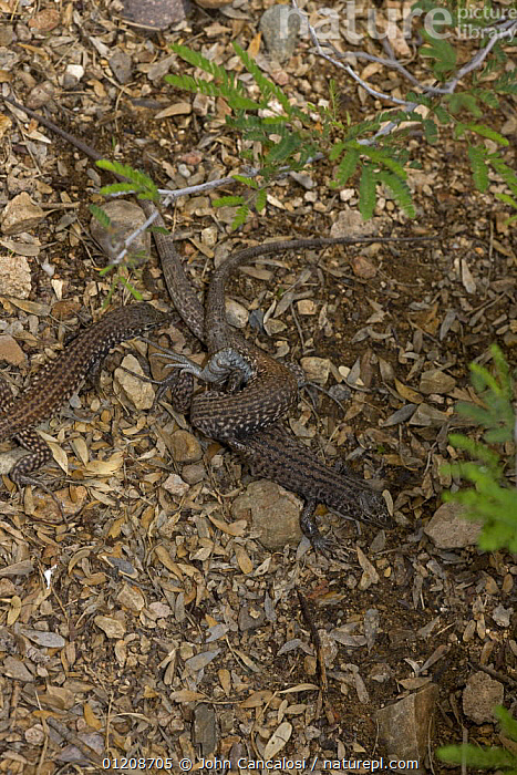 Stock photo of Sonoran Spotted Whiptail lizard (Cnemidophorus sonorae ...