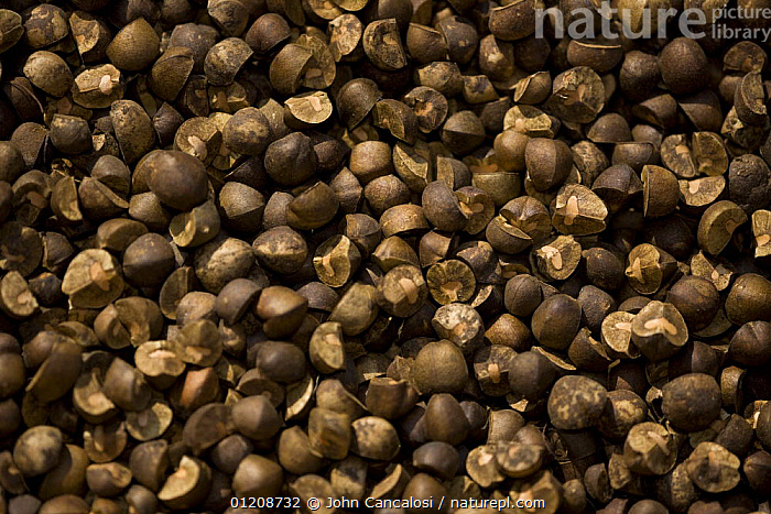 Stock photo of Mexican Jumping Beans {Sebastiania sp} in motion caused ...