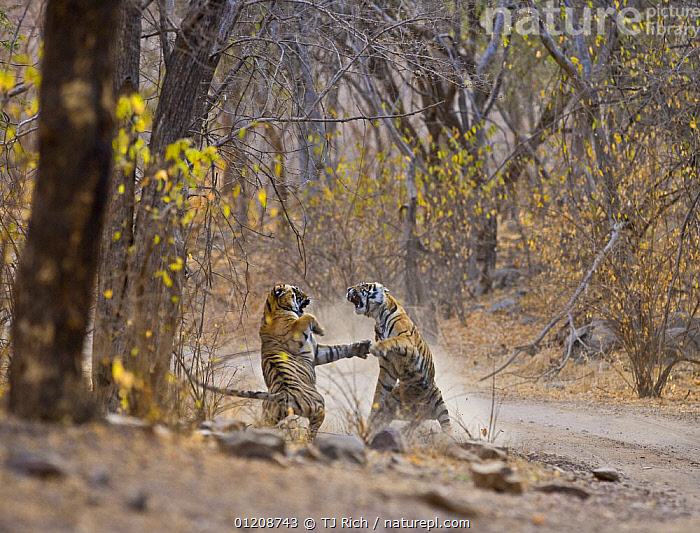 Stock photo of Bengal Tiger (Panthera tigris tigris) mother and ...
