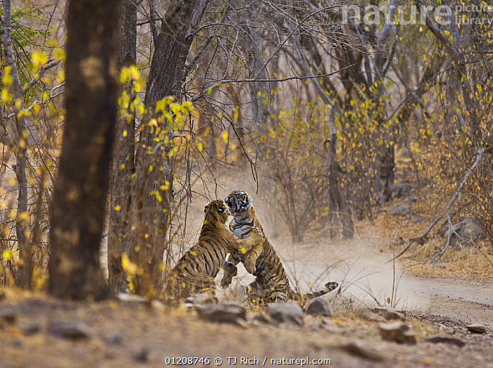 Stock photo of Bengal Tiger (Panthera tigris tigris) mother and ...