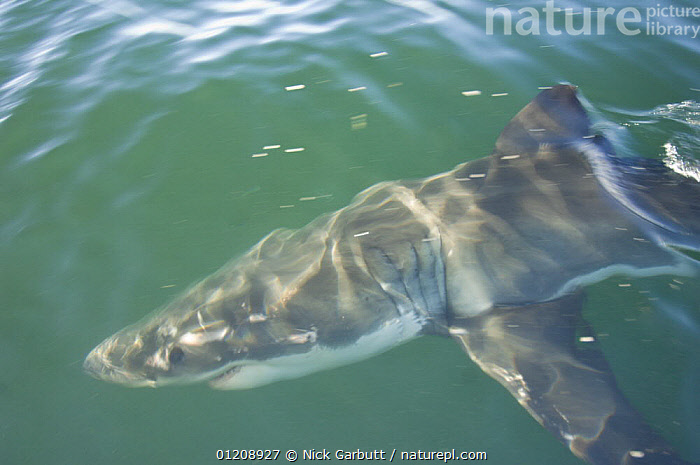 Stock photo of Great White Shark (Carcharodon carcharias) just below ...