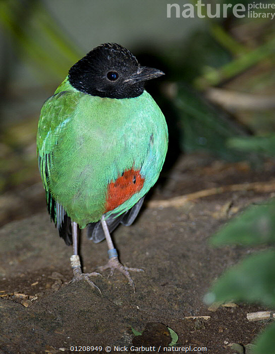 Stock photo of Hooded Pitta (Pitta sordida) on forest floor. Near Sukau ...