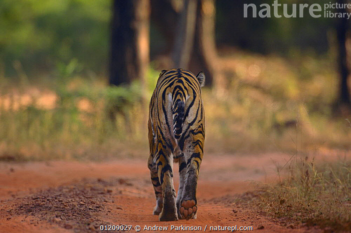 Stock photo of Bengal tiger (Panthera tigris tigris) rear view adult ...