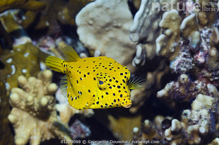 Stock photo of Cube trunkfish / yellow boxfish (Ostracion cubicus) with ...