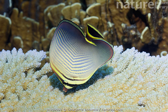 Stock photo of Eastern triangle butterflyfish (Chaetodon baronessa ...