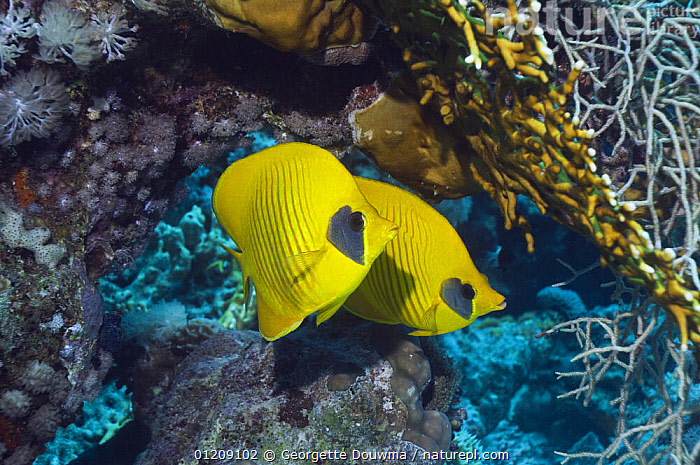 Stock photo of Golden butterflyfish (Chaetodon semilarvatus) pair ...