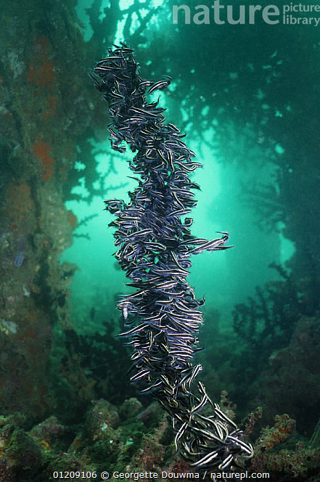 Stock photo of Striped catfish (Plotosus lineatus) dense school of ...