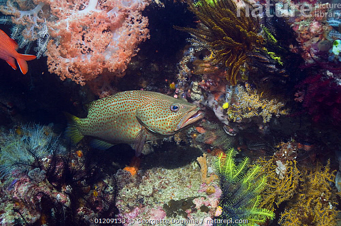 Stock photo of Slender grouper (Anyperodon leucogrammicus) with ...