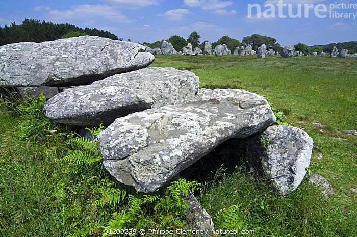 Stock photo of Dolmen and standing stones in the Kermario alignment at ...