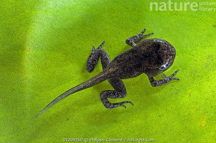 Stock photo of Common Frog (Rana temporaria) tadpole with limbs well ...