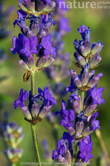 Stock photo of Common Lavender / True lavender / English Lavender ...
