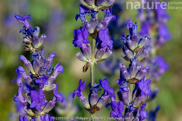 Stock photo of Common Lavender / True lavender / English Lavender ...