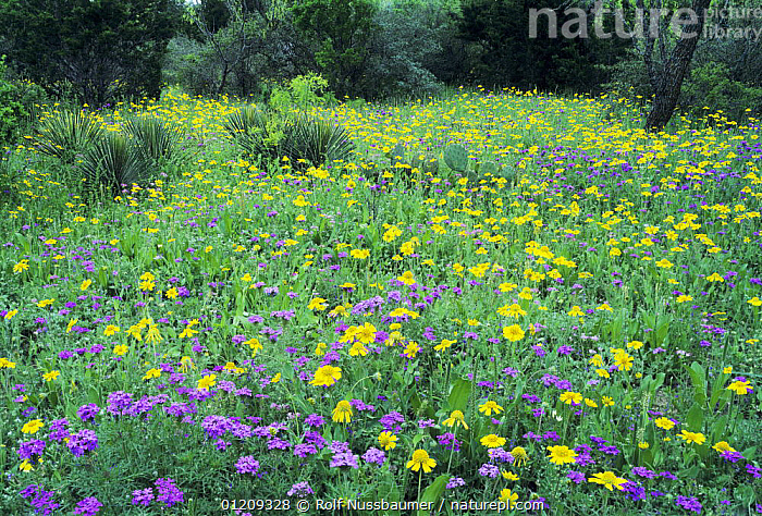 Stock photo of Wildflowers Verbena (purple), Huisache-Daisy (yellow ...