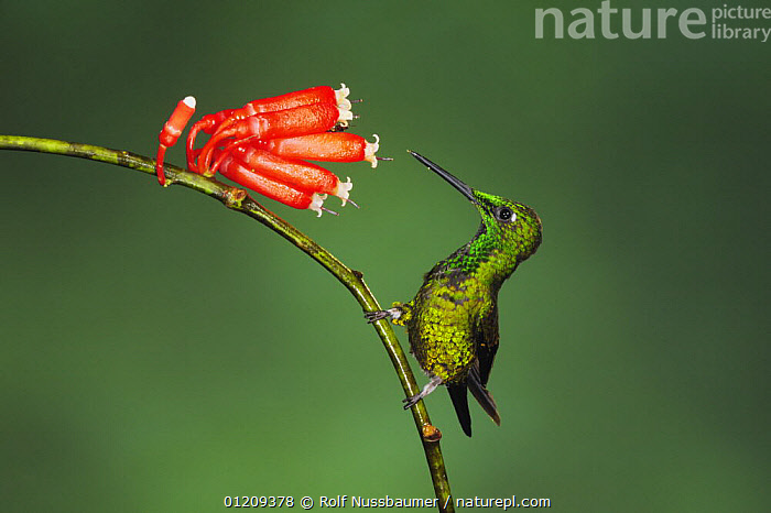Stock photo of Empress Brilliant hummingbird (Heliodoxa imperatrix ...
