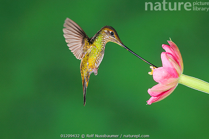 Sword Billed Hummingbird