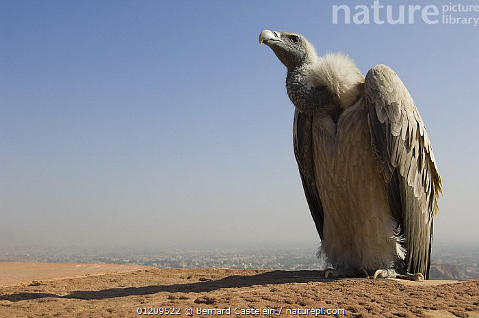 Stock photo of Long-billed Vulture (Gyps indicus) adult on the ramparts ...