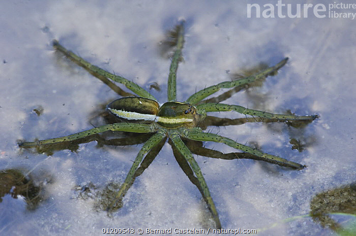 Stock photo of Swamp / Raft spider (Dolomedes fimbriatus) juvenile on ...