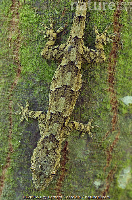 Stock photo of Tree Gecko (Hemidactylus platycephalus) camouflaged on ...