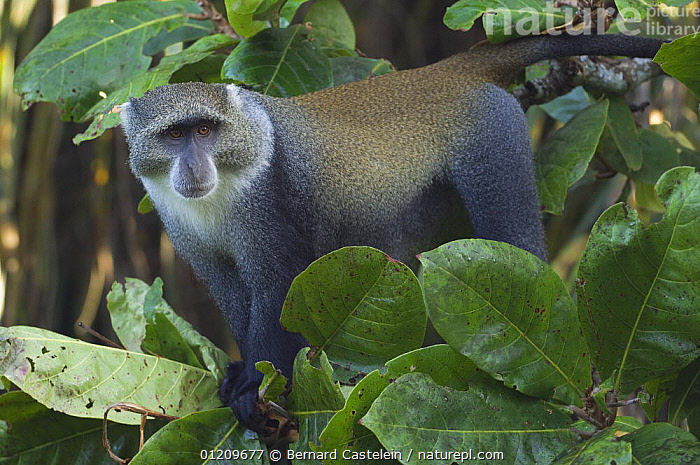 Stock photo of Blue monkey (Cercopithecus mitis) male, Jozani Chwaka ...