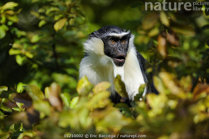 Stock photo of Diana monkey (Cercopithecus diana) captive, from West ...