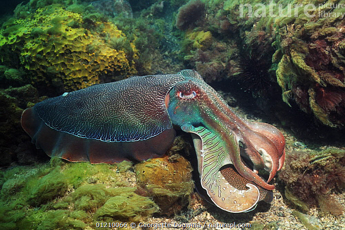 Stock photo of Giant cuttlefish (Sepia apama) breeding male guarding ...