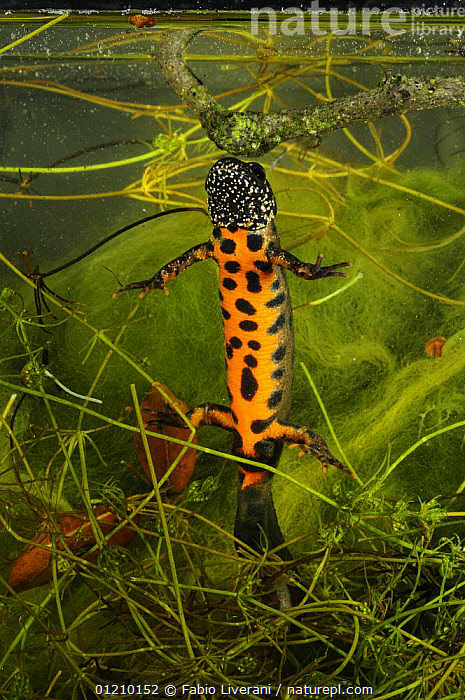 Stock photo of Crested newt {Triturus cristatus carnifex} male in ...