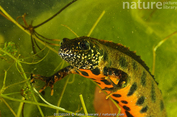 Stock photo of Crested newt {Triturus cristatus carnifex} male in ...