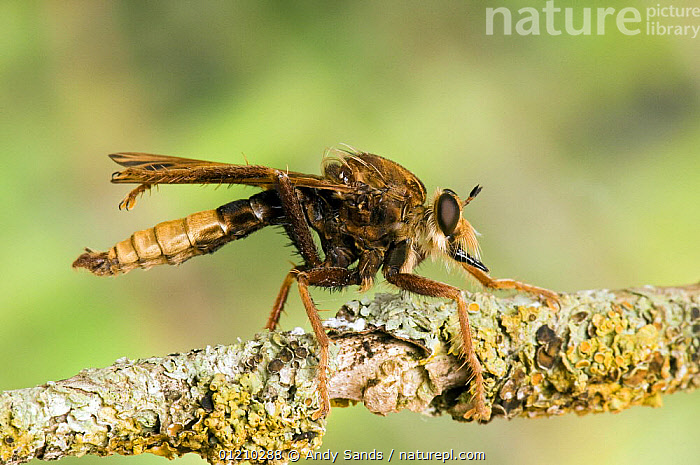 Stock photo of Hornet Robber fly (Asilus crabroniformis) cleaning wings ...
