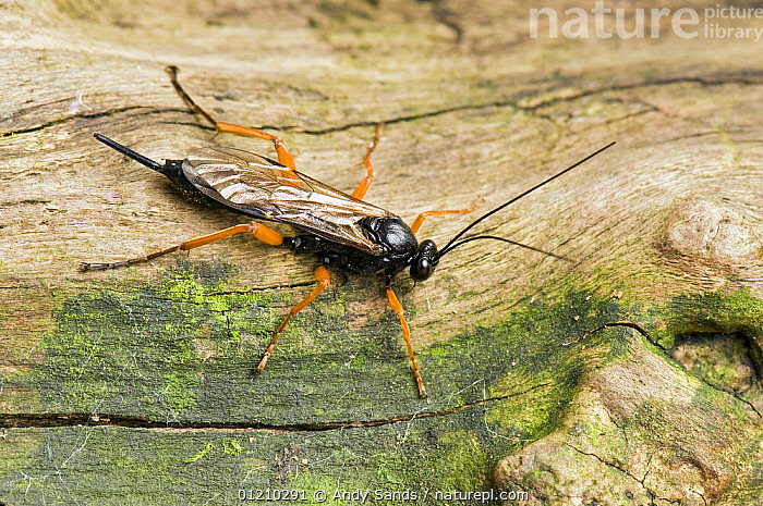 Stock photo of Ichneumen wasp (Pimpla rufipes) on dead log ...
