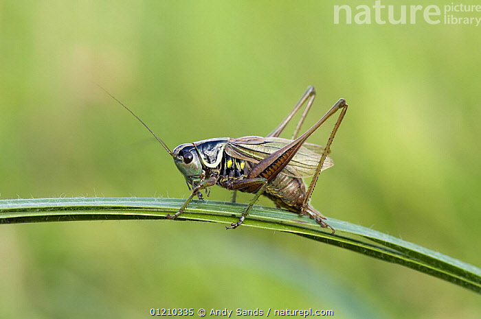 Stock photo of Roesel's Bush Cricket (Metrioptera roeseli) long winged ...