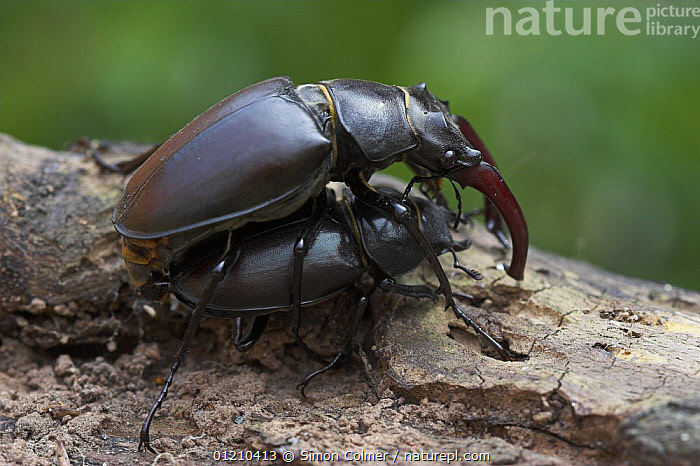 Stock photo of Stag Beetles (Lucanus cervus) mating pair, Dorset, UK ...