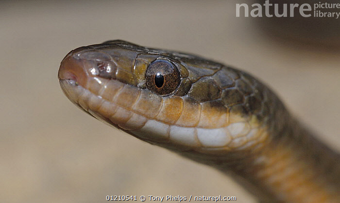 Stock photo of Common brown water snake {Lycodonomorphus rufulus ...