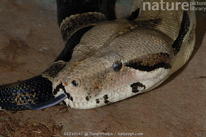 Stock photo of Boa Constrictor {Boa constrictor constrictor} head ...
