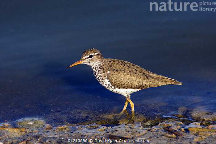 Stock photo of Spotted Sandpiper (Actitis macularia) at water's edge in ...