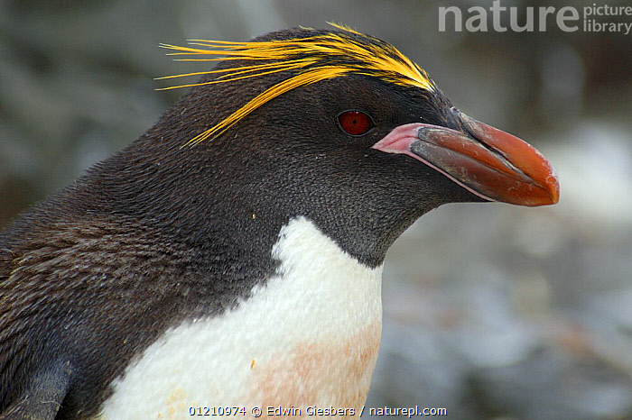 Stock photo of Macaroni penguin,{ Eudyptus chrysolophus} head portrait ...